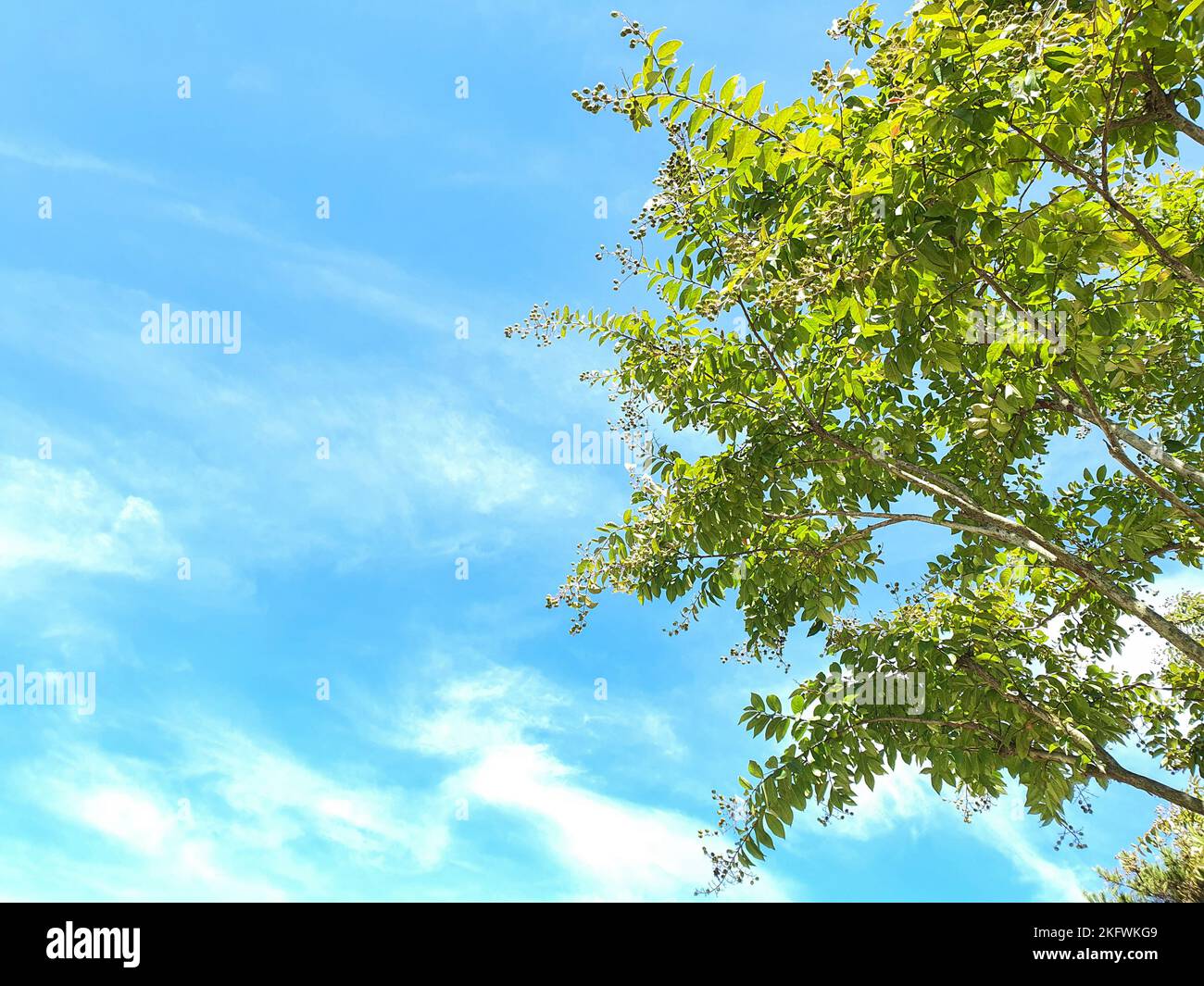 blue sky and white clouds with green leaves background Stock Photo - Alamy