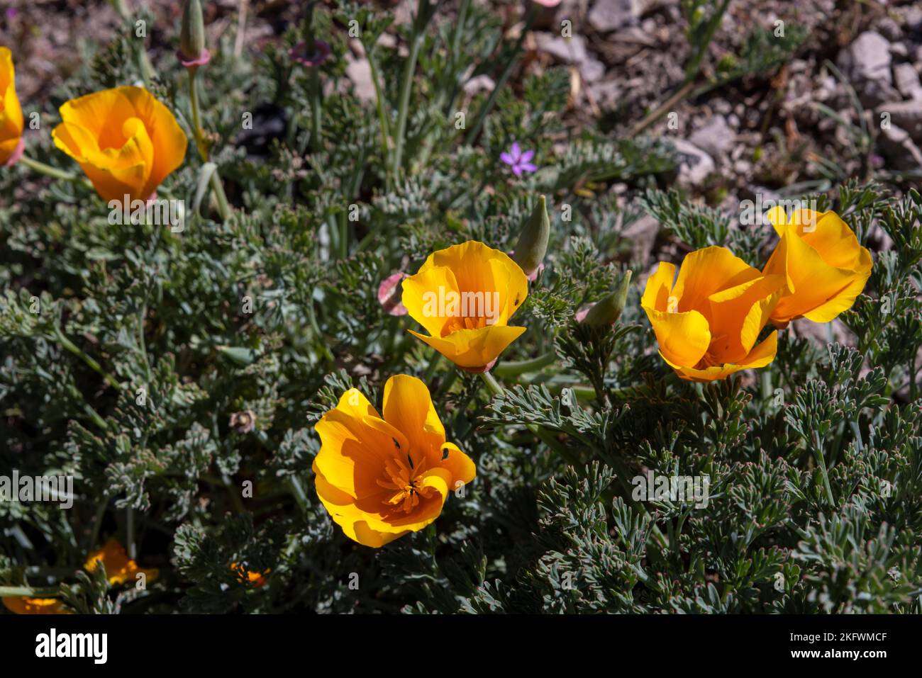 Yellow flowers (California poppies) at the Mirador Tres Valles ...