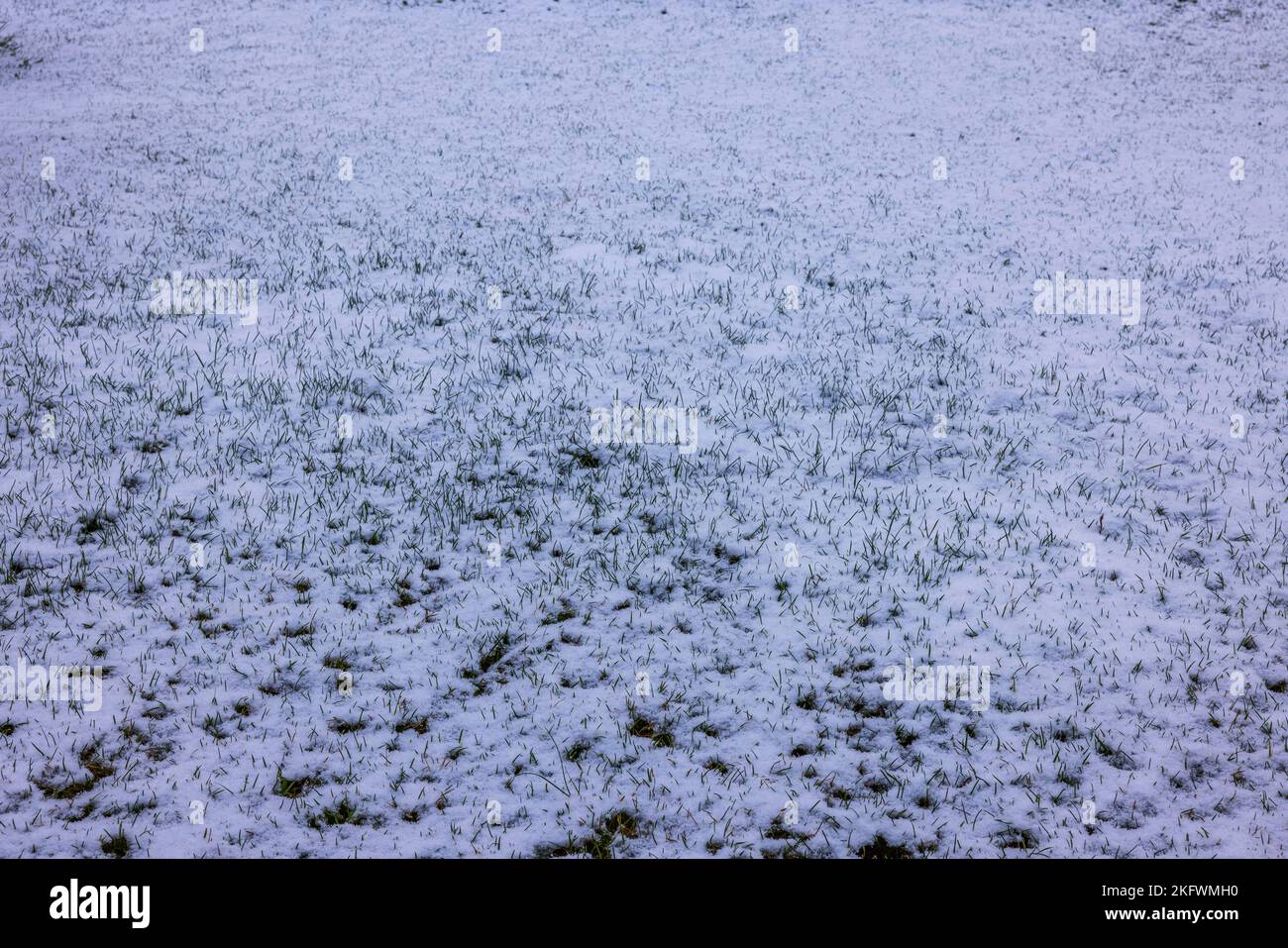 View of winter green grass under first snow. Beautiful nature ...