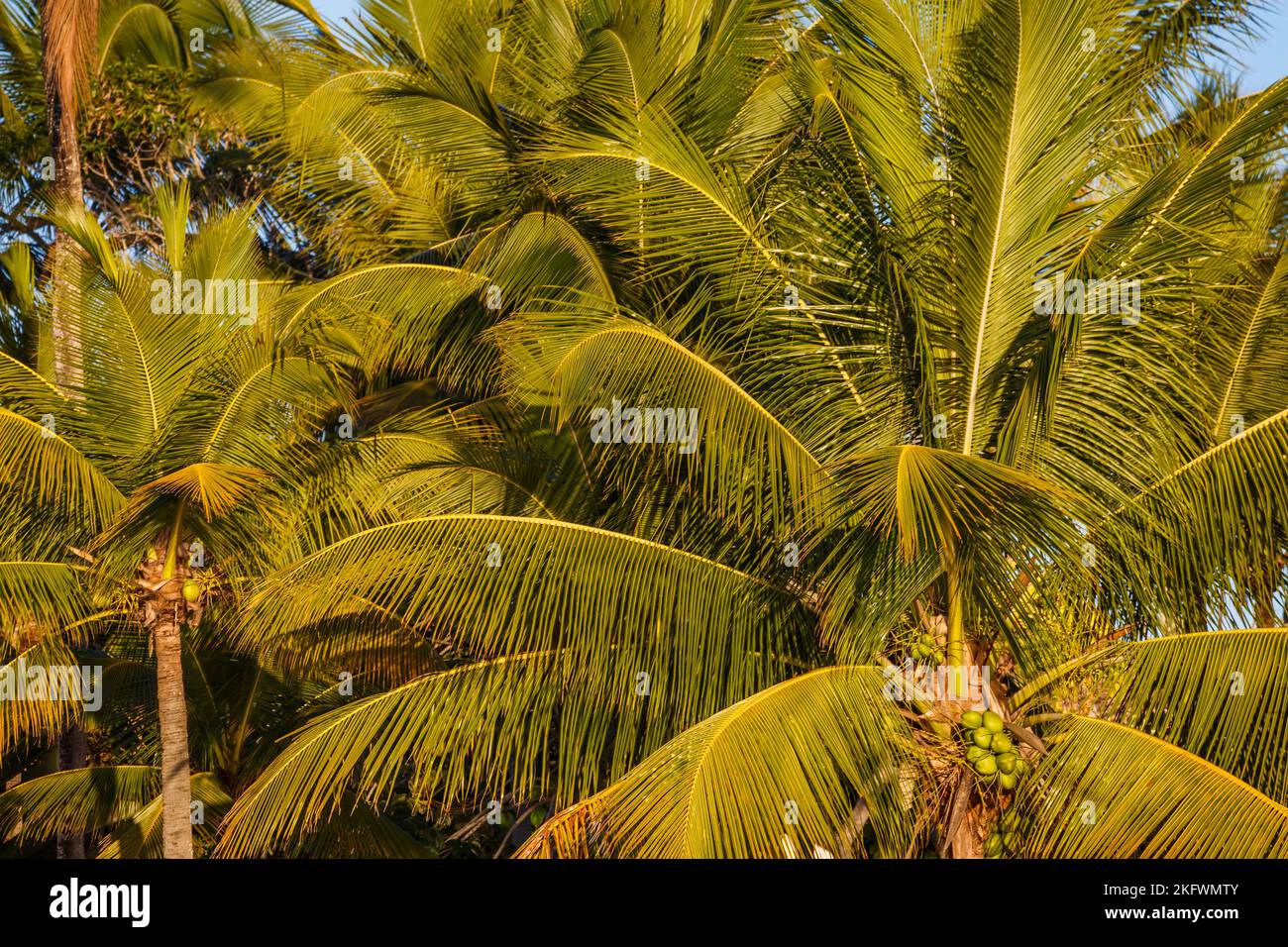Tropical paradise: idyllic caribbean palm trees with sunbeam in Punta ...
