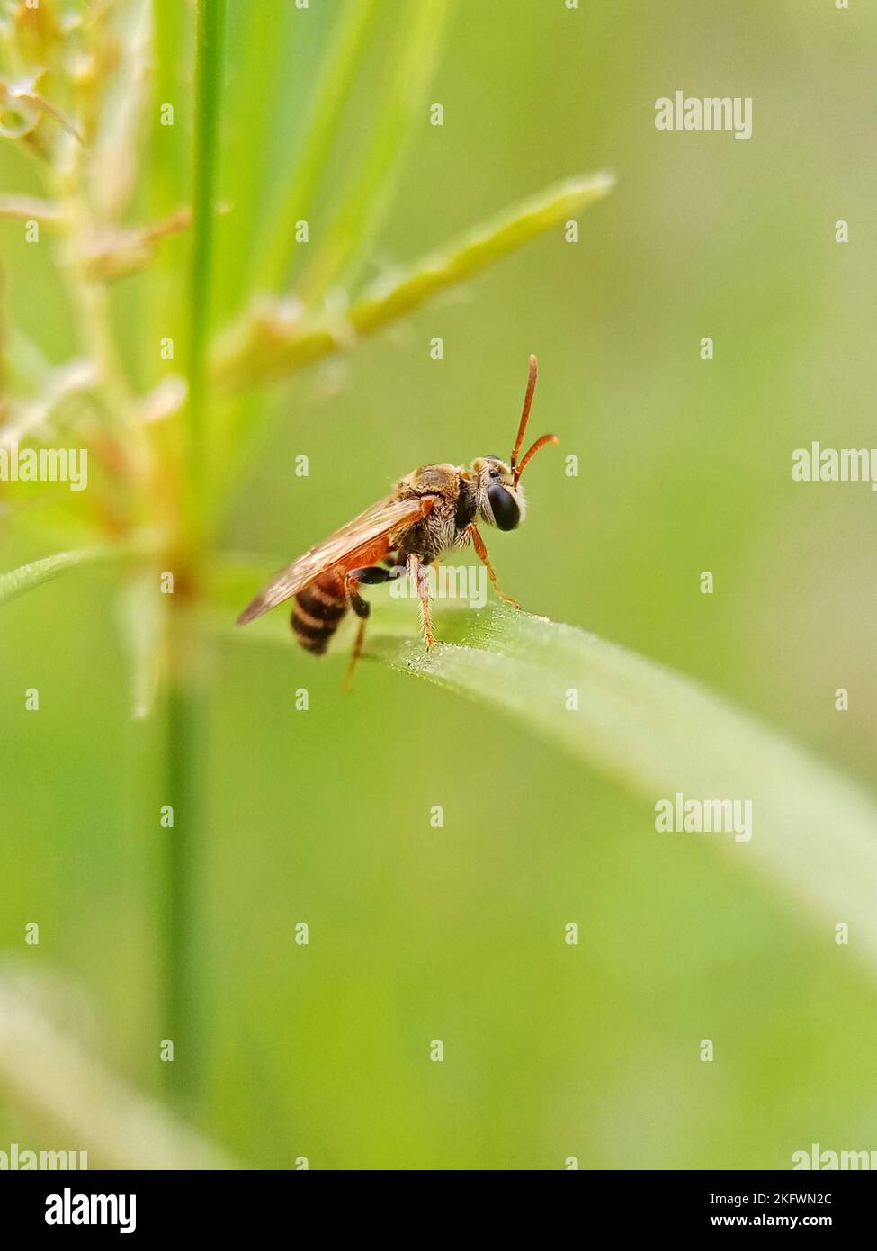 A closeup of a common wasp isolated on a green grass Stock Photo - Alamy