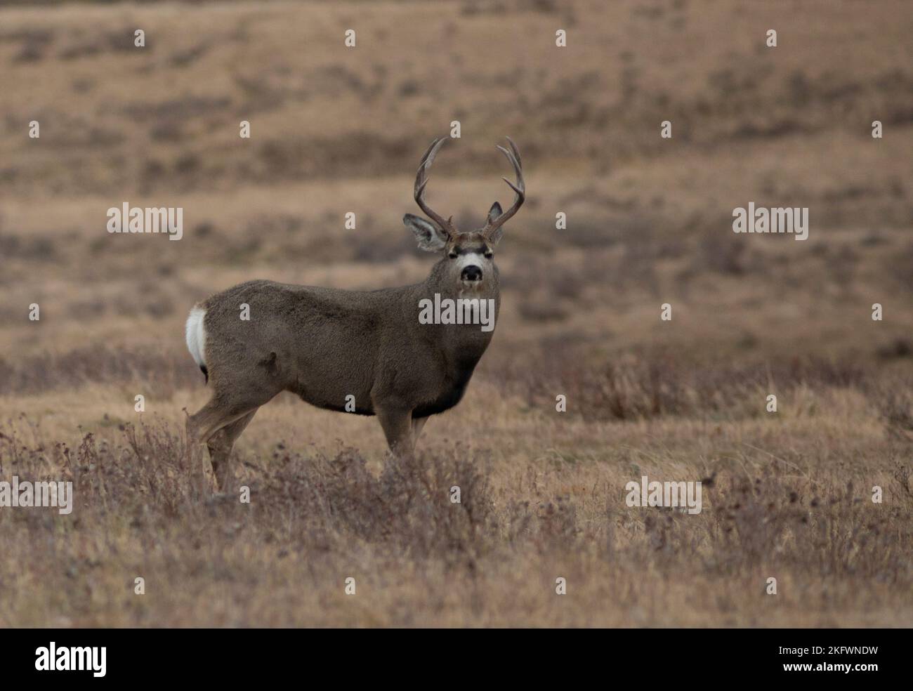 Large Montana mule deer with neck swollen during the rut Stock Photo ...