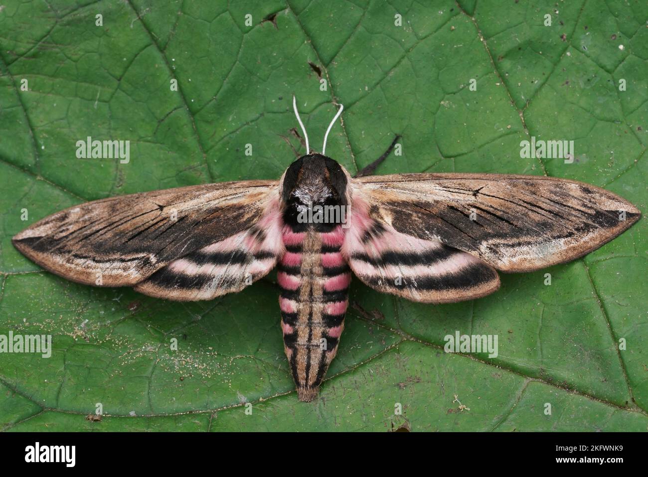 Closeup on the large Privet hawk-moth ,Sphinx pinastri sitting with ...