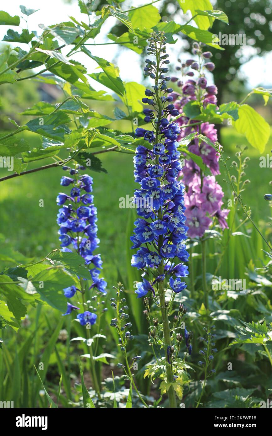 Delphinium elatior summer flower in garden Stock Photo - Alamy