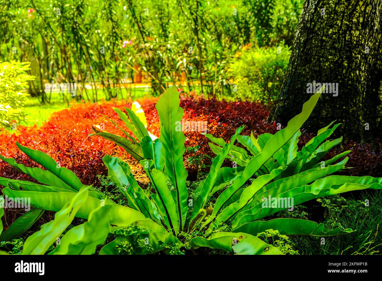 Bird nest fern Asplenium nidus and tropical plant in garden Stock Photo ...