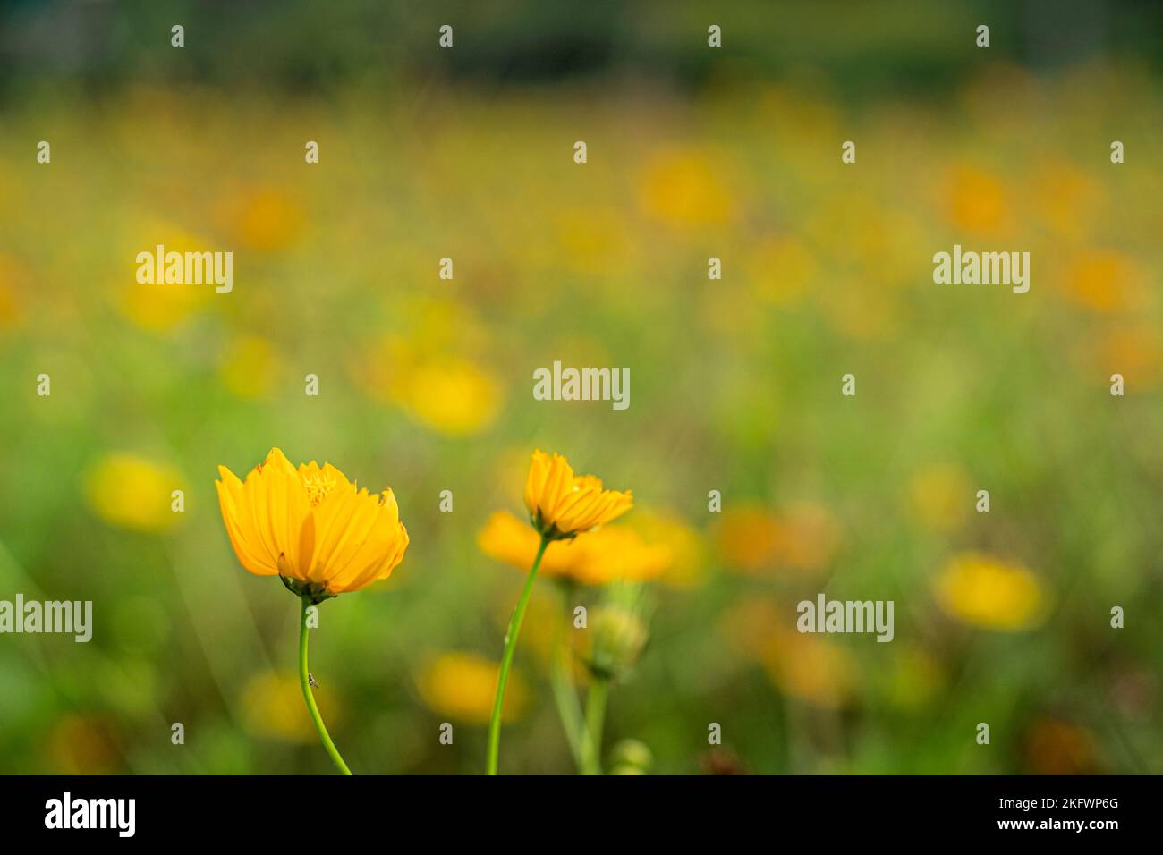 beautiful yellow cosmos flower blurred background, border. The concept ...