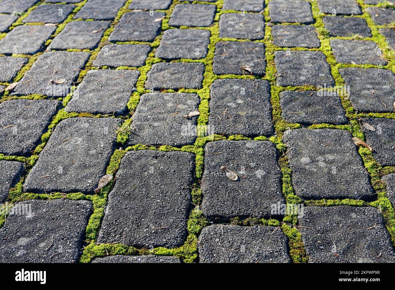 Stone garden path with moss in early morning light Stock Photo - Alamy