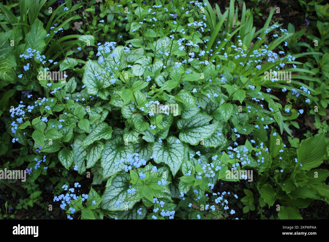 Brunnera macrophylla 'Jack Frost' in shade garden Stock Photo - Alamy