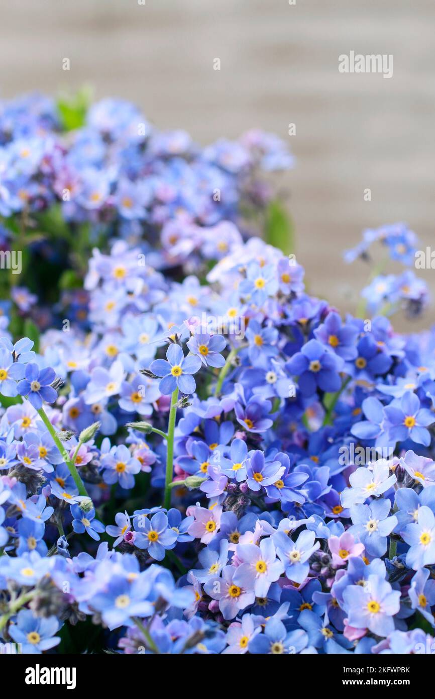 Forget me not flowers. Graphic resources Stock Photo - Alamy