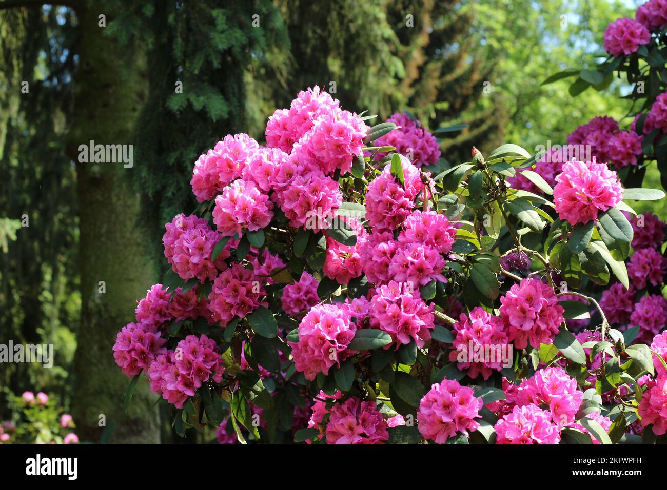 Rhododendron in garden hi-res stock photography and images - Alamy