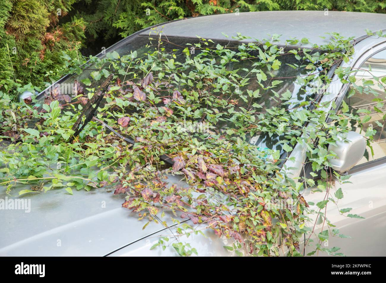 A creeping plant on abandoned car closeup Stock Photo - Alamy