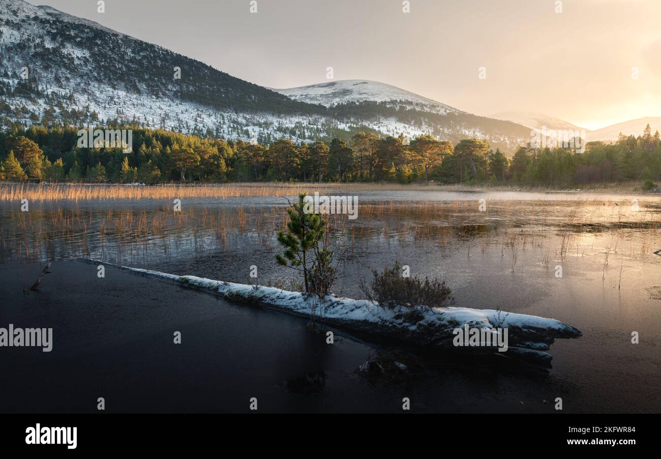 Winter sunset at Loch Gamhna, near Loch an Eilein, Cairngorms National ...