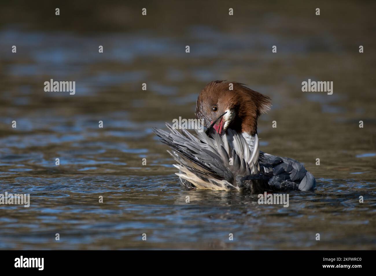 Female goosander preening on the river bank Stock Photo - Alamy
