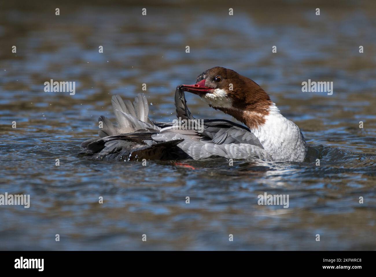 Beautiful female goosander preening on the river Stock Photo - Alamy