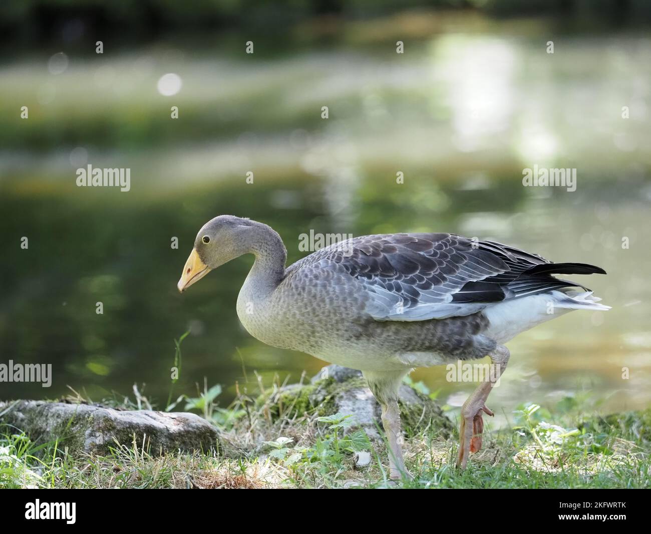 A grey geese walking near the lake Stock Photo - Alamy