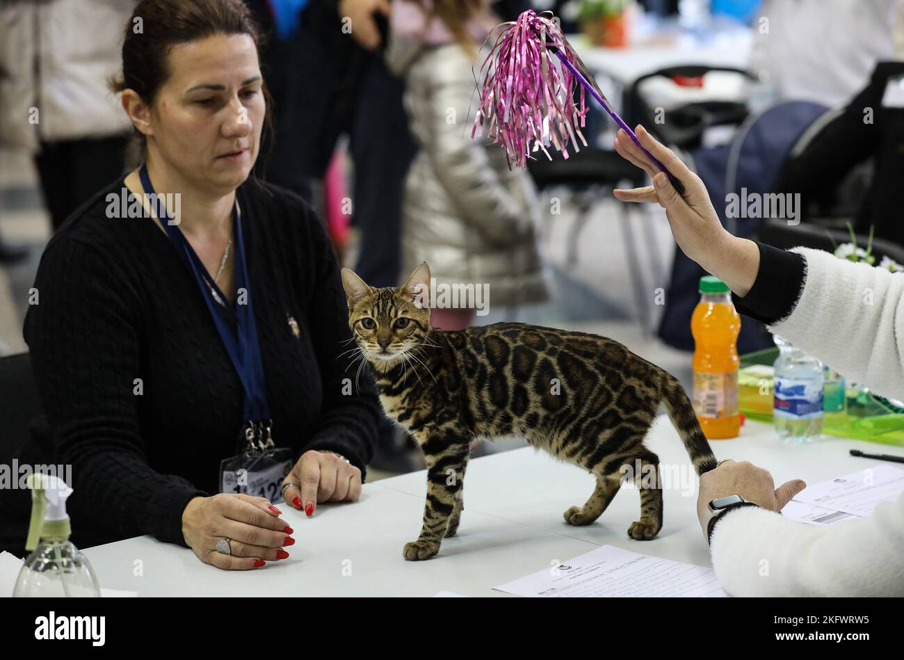 Zagreb, Croatia, November 20, 2022. Bengal cat can be seen during the ...