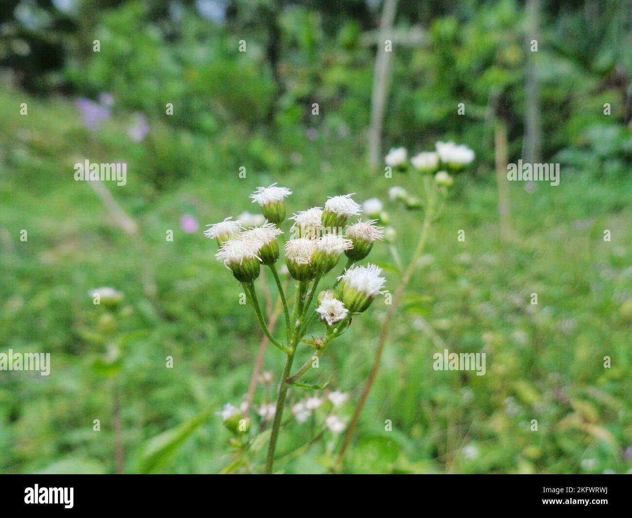 A white flower plants in the forest Stock Photo - Alamy