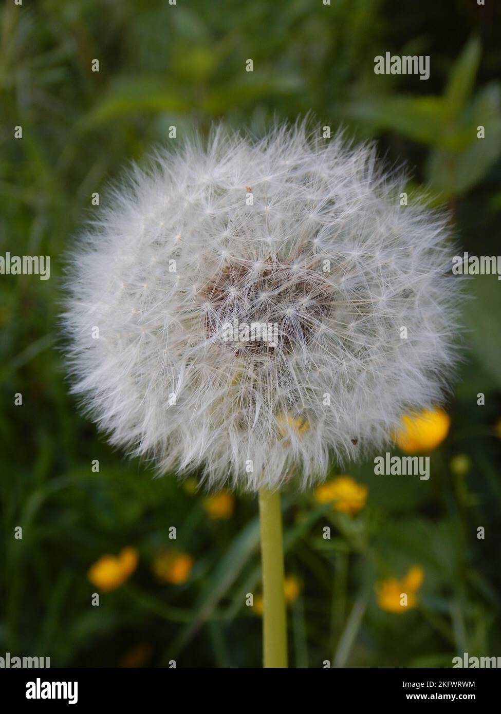 A closeup shot of a dandelion in the garden Stock Photo - Alamy
