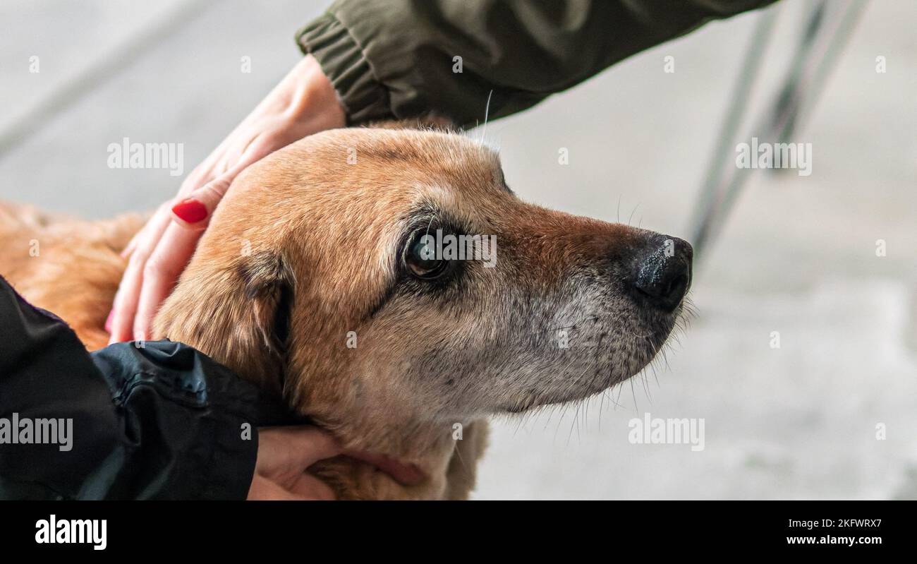 A hand petting a brown dog Stock Photo - Alamy