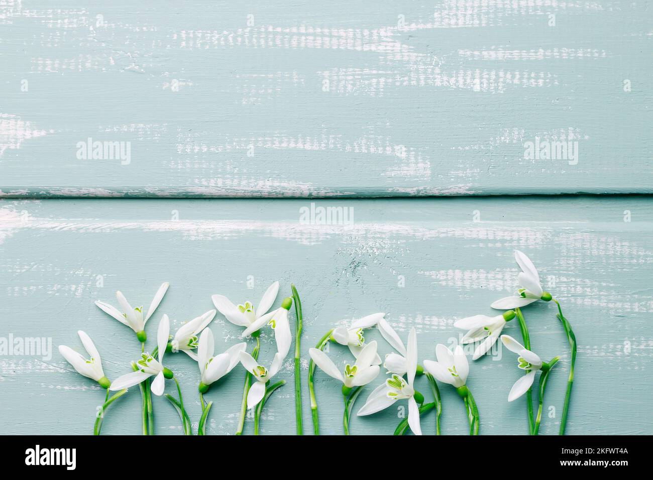 White snowdrop anemone (Anemone sylvestris) flowers. Flower background ...