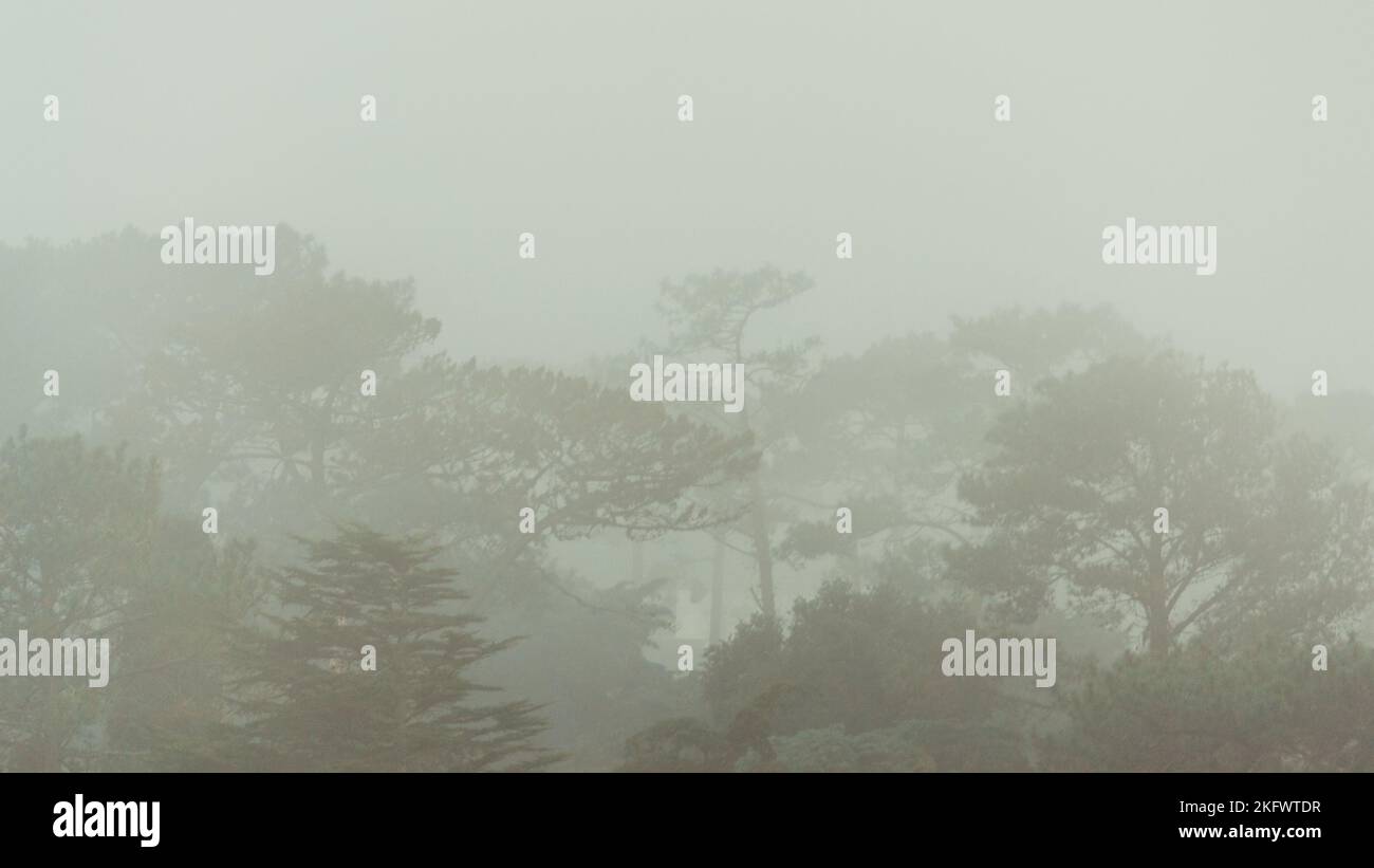 An aerial view of a beautiful misty mountainside forest Stock Photo - Alamy