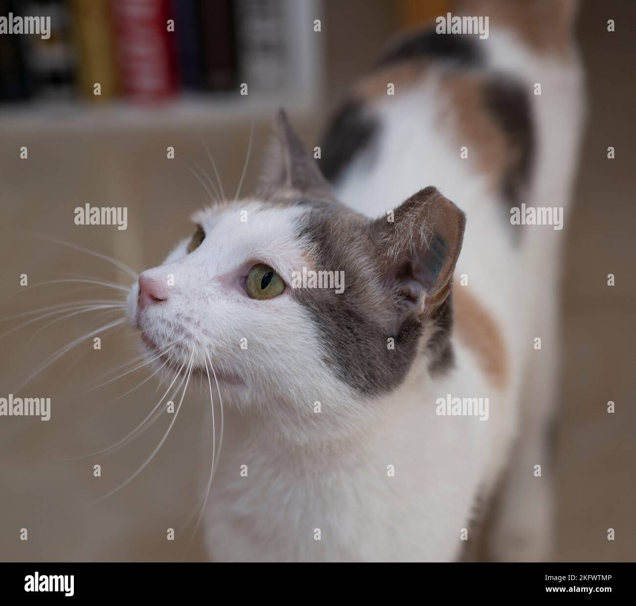 Closeup of cute domestic tabby house cat felis catus looking up for ...