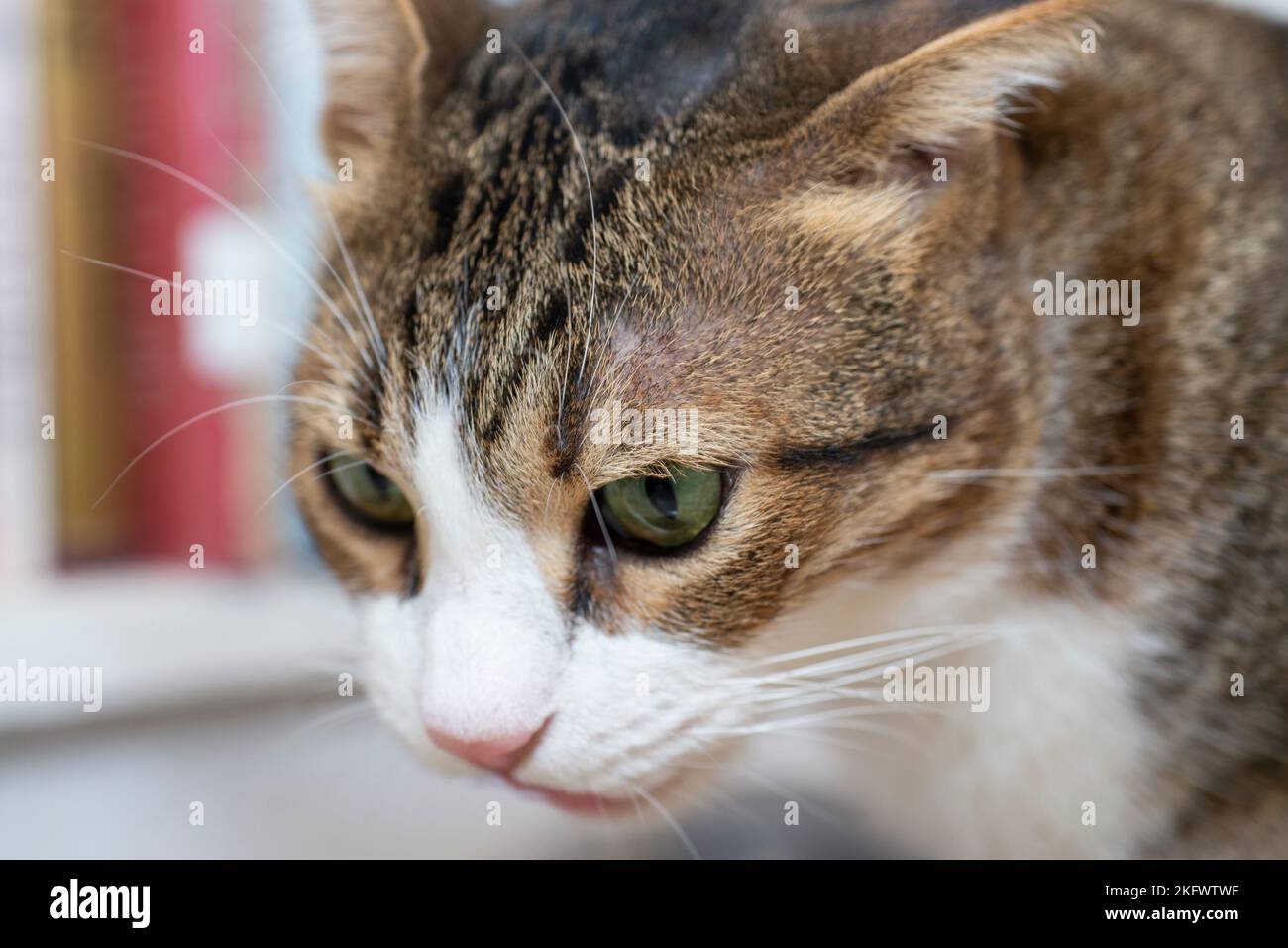 Closeup detail of cute domestic tabby house cat felis catus face with ...