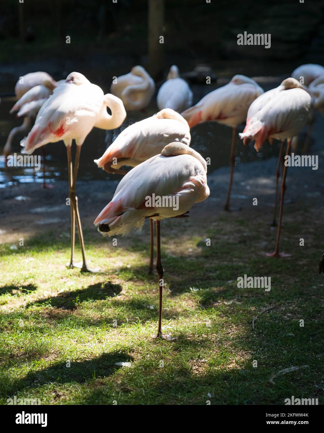 A closeup of a group of beautiful flamingos standing at the lake under ...