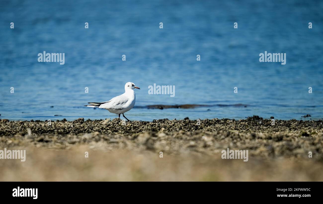 A cute seagull on the shore Stock Photo - Alamy