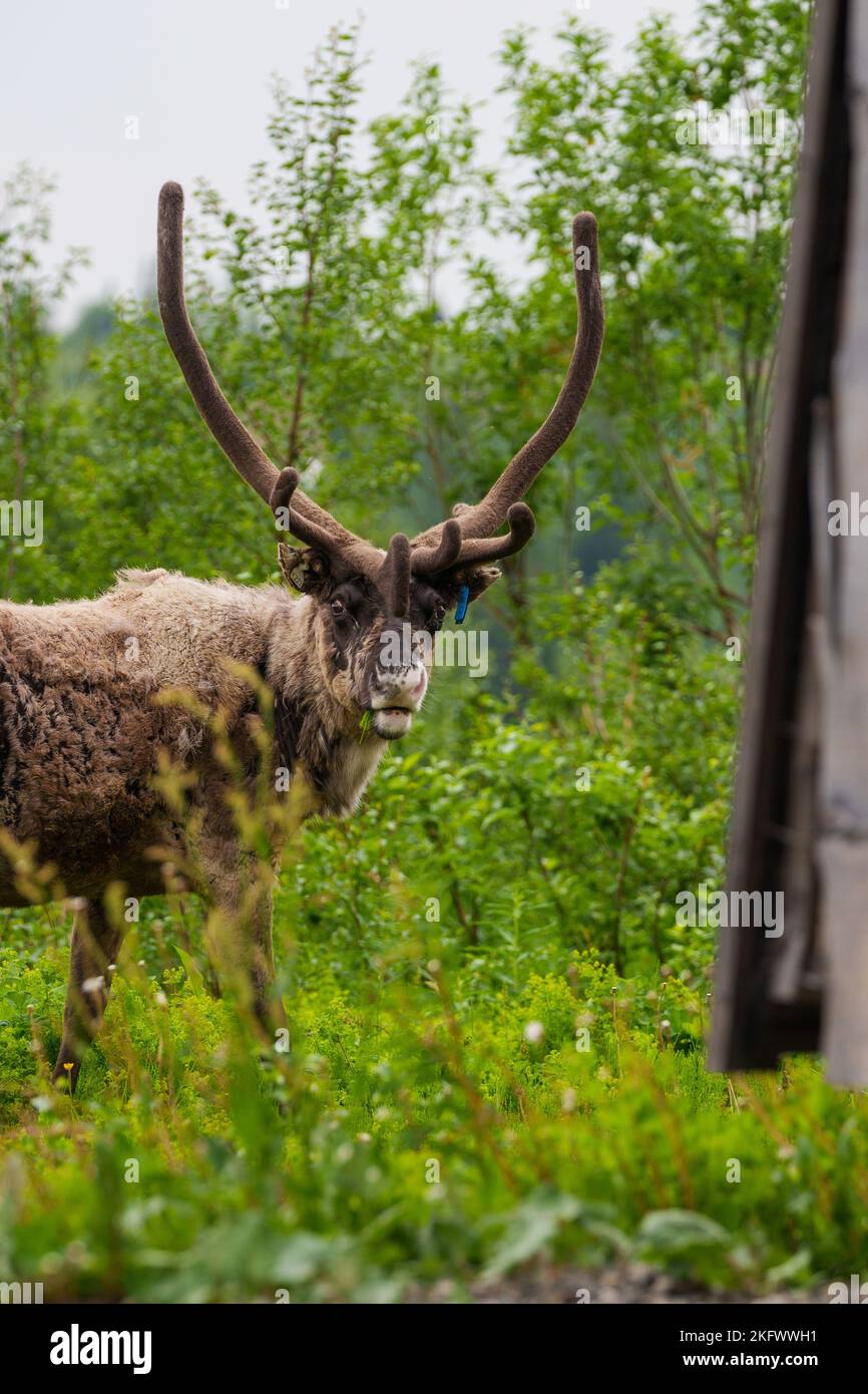 A vertical portrait of a Eurasian Tundra Reindeer, Rangifer tarandus ...