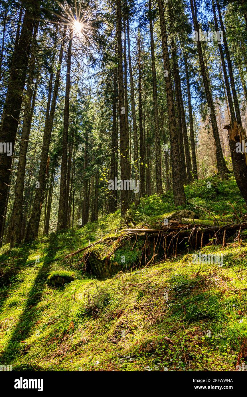 Tall trees in picturesque woody area on a sunny day Stock Photo - Alamy