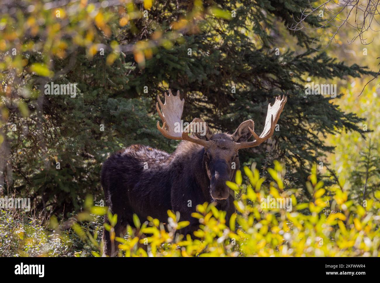 Bull Moose in Autumn in Wyoming Stock Photo - Alamy