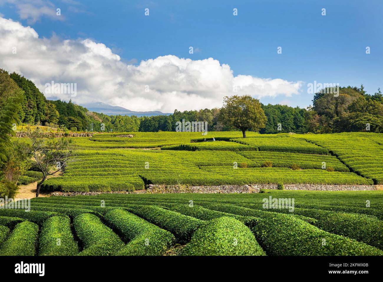 Scenic green team plantation farm land at sunny day nobody Stock Photo ...