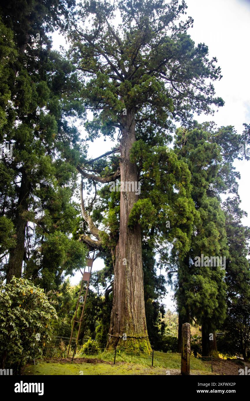 Sacred tree of God with rope around in Japan shrine forest alone Stock ...