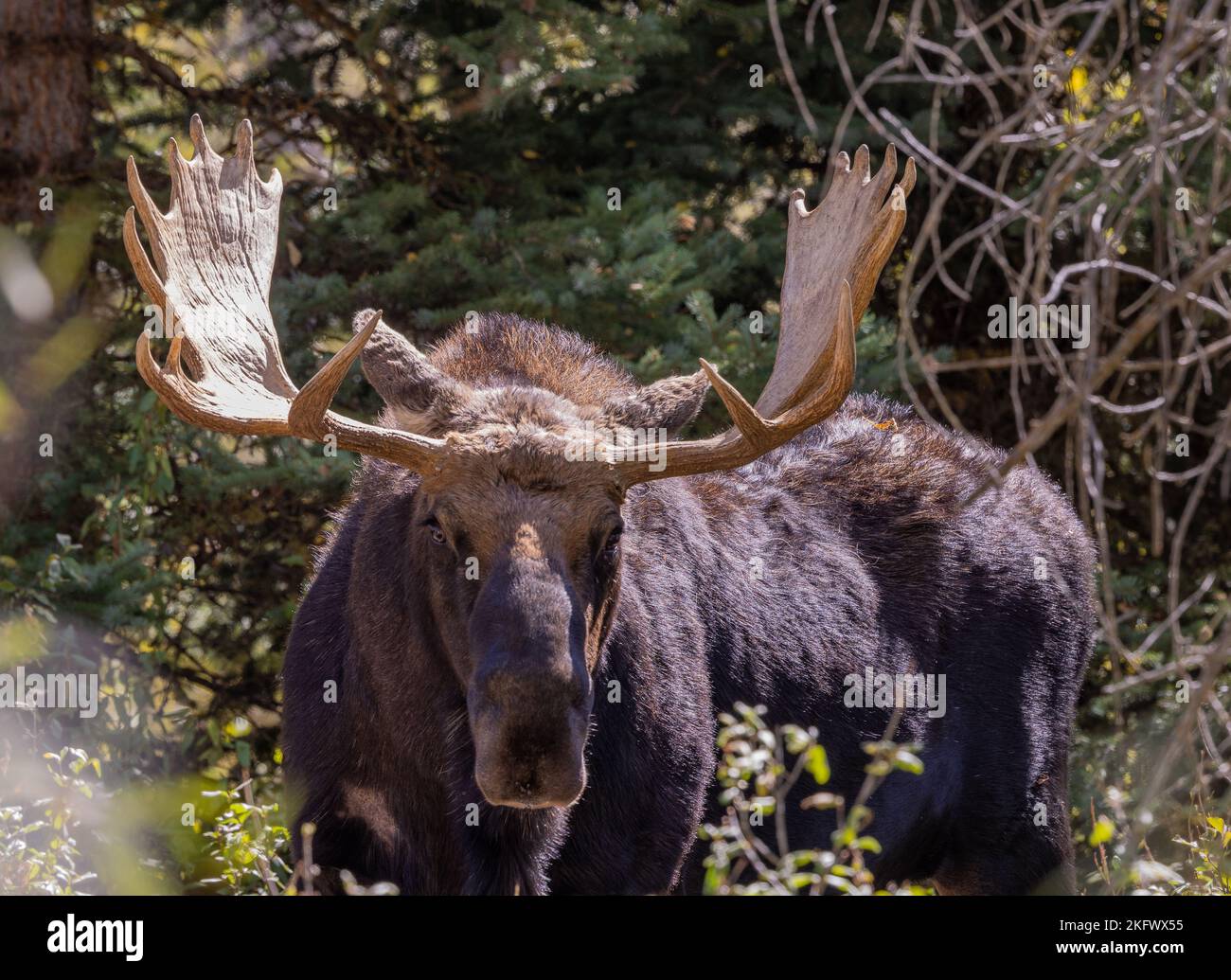 Bull Moose in Autumn in Wyoming Stock Photo - Alamy