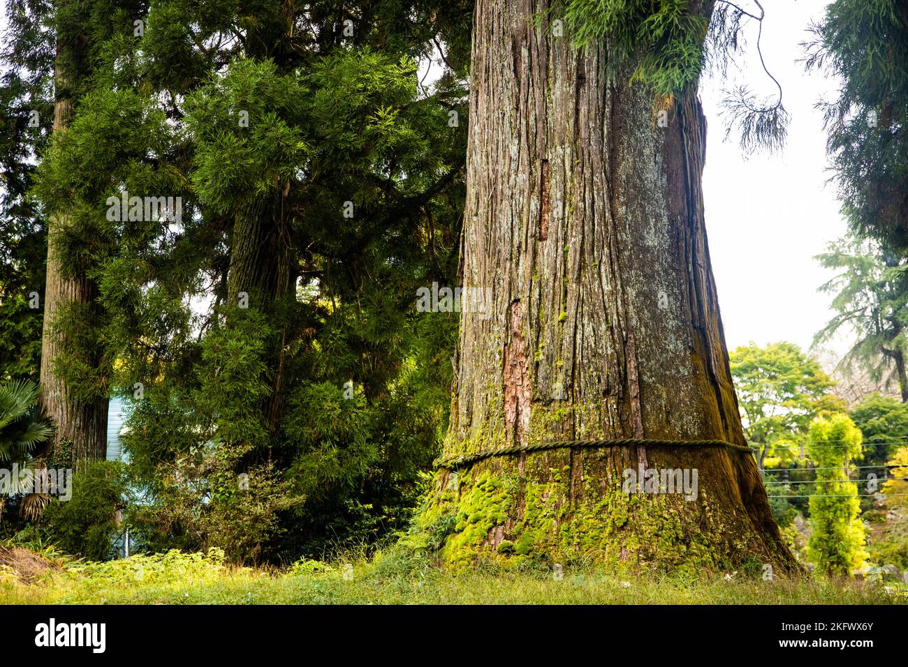 Sacred tree of God with rope around in Japan shrine forest alone Stock ...