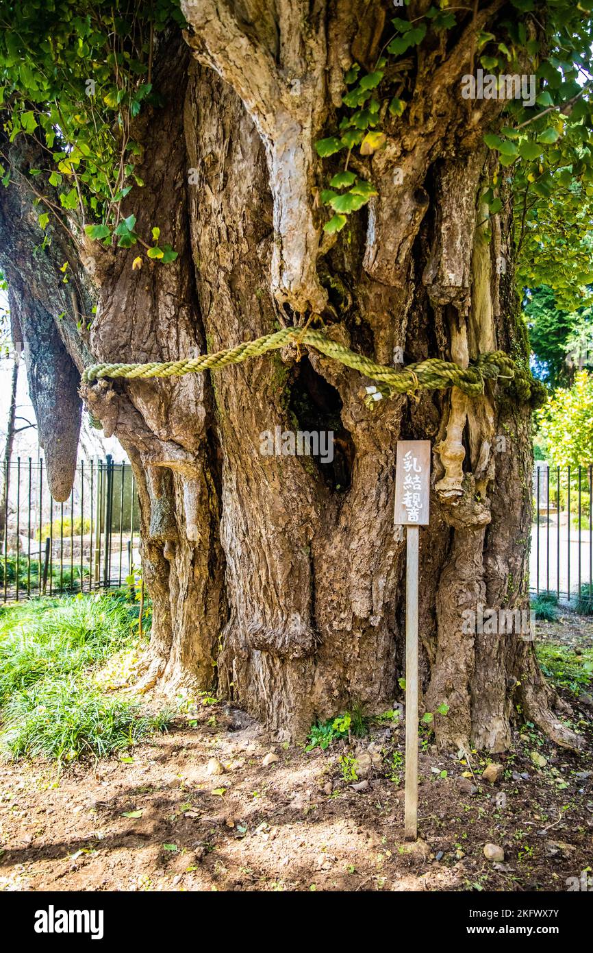 Tree of god hi-res stock photography and images - Alamy