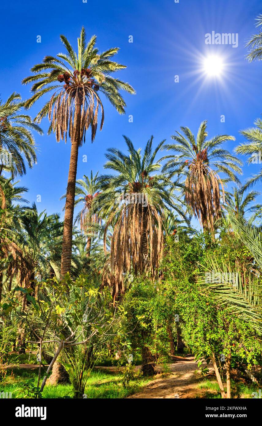 Date Palms in jungles in Tamerza oasis, Sahara Desert, Tunisia, Africa ...