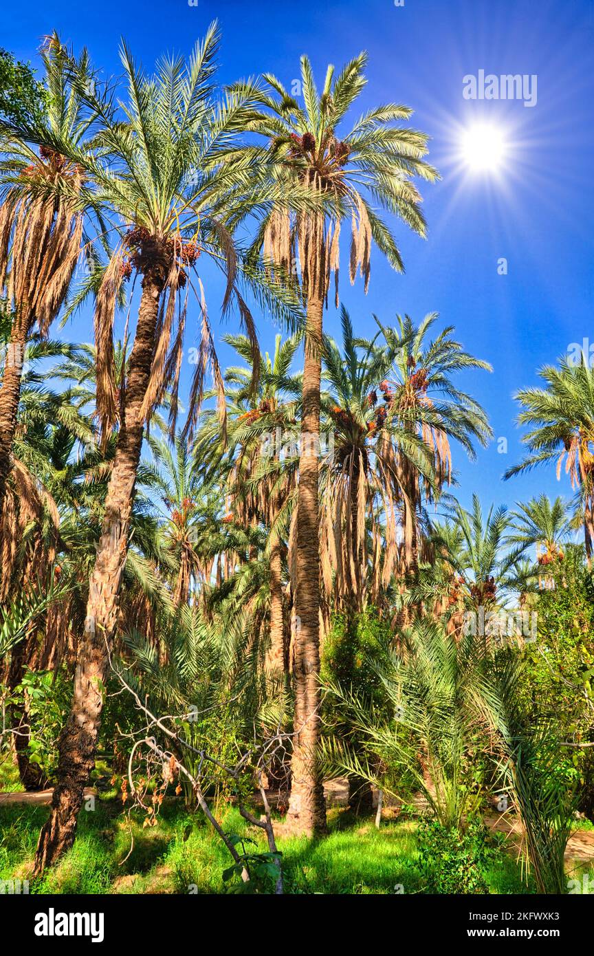 Date Palms in jungles in Tamerza oasis, Sahara Desert, Tunisia, Africa ...