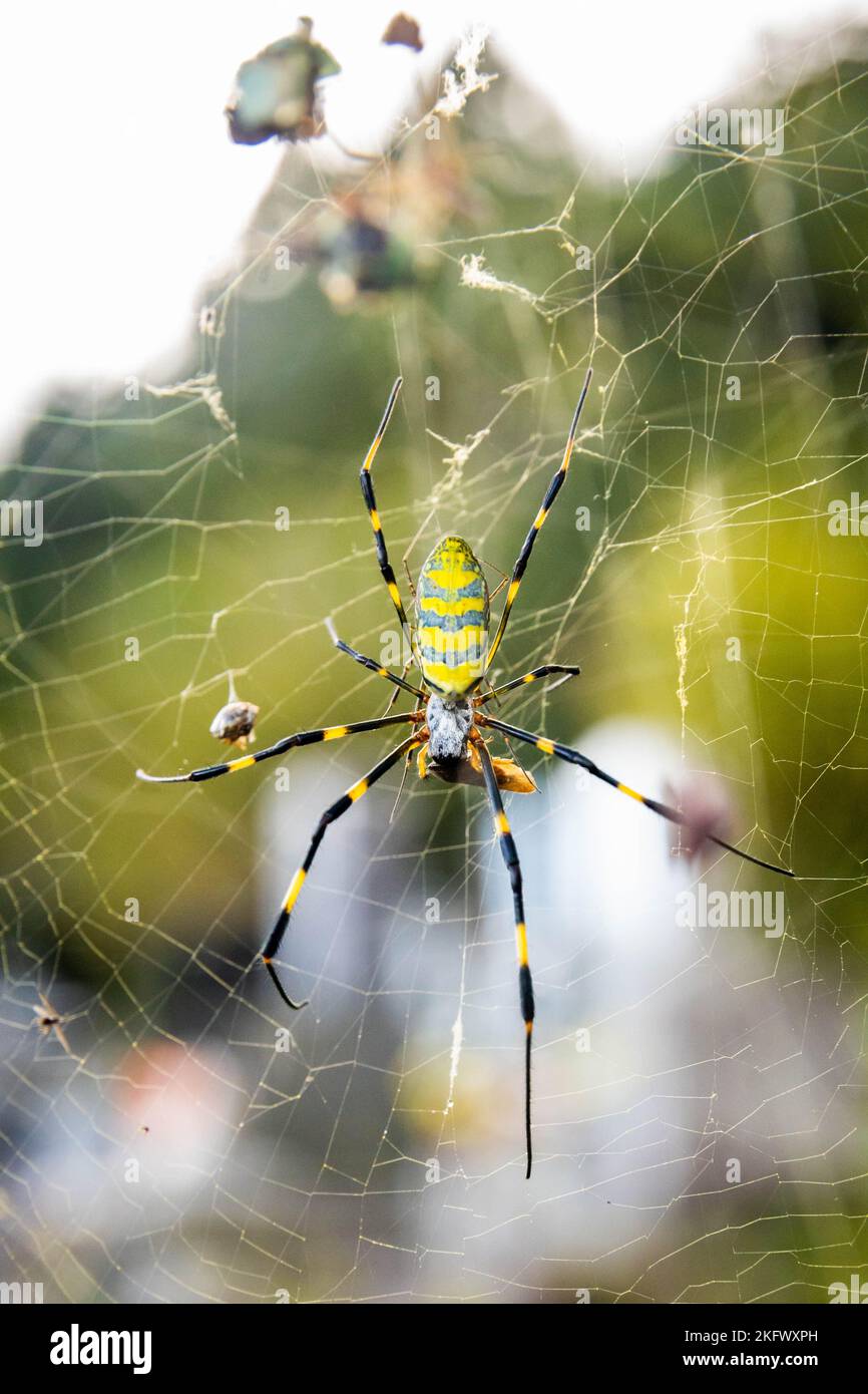 Female joro spider hi-res stock photography and images - Alamy