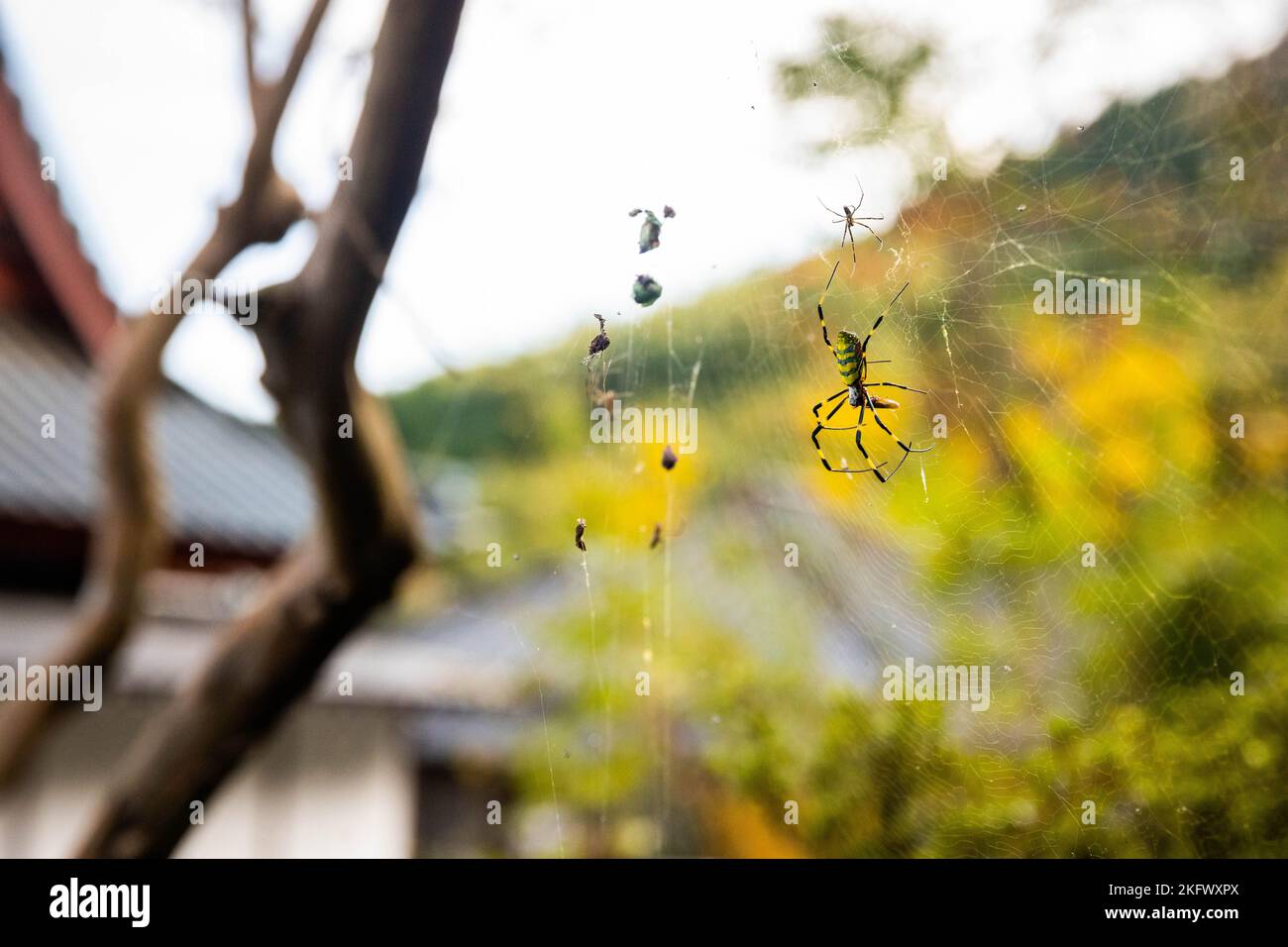 Beautiful japanese yellow joro spider in the net close up Stock Photo ...