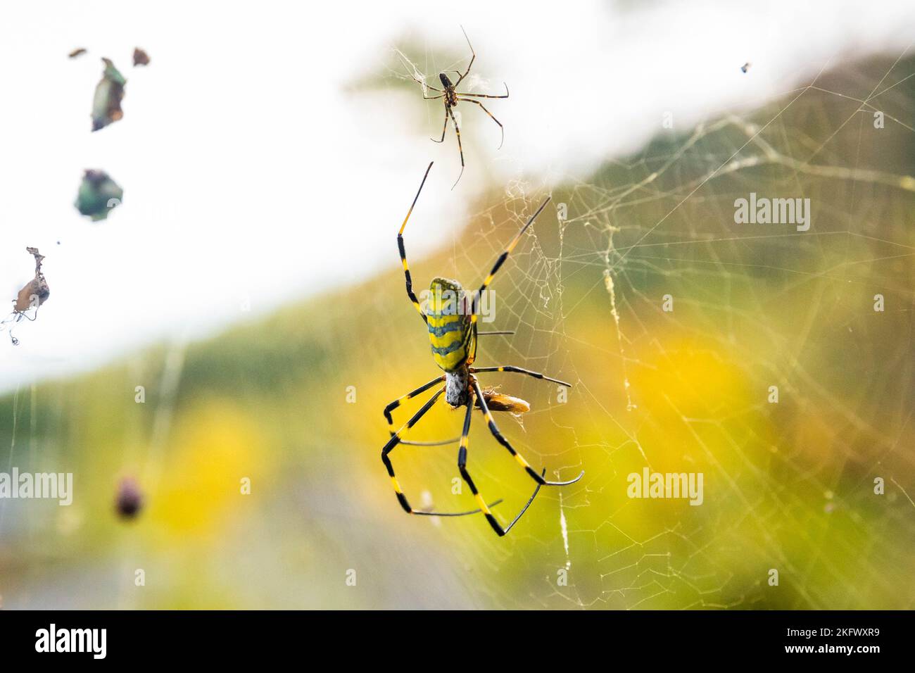 Beautiful japanese yellow joro spider in the net close up Stock Photo ...