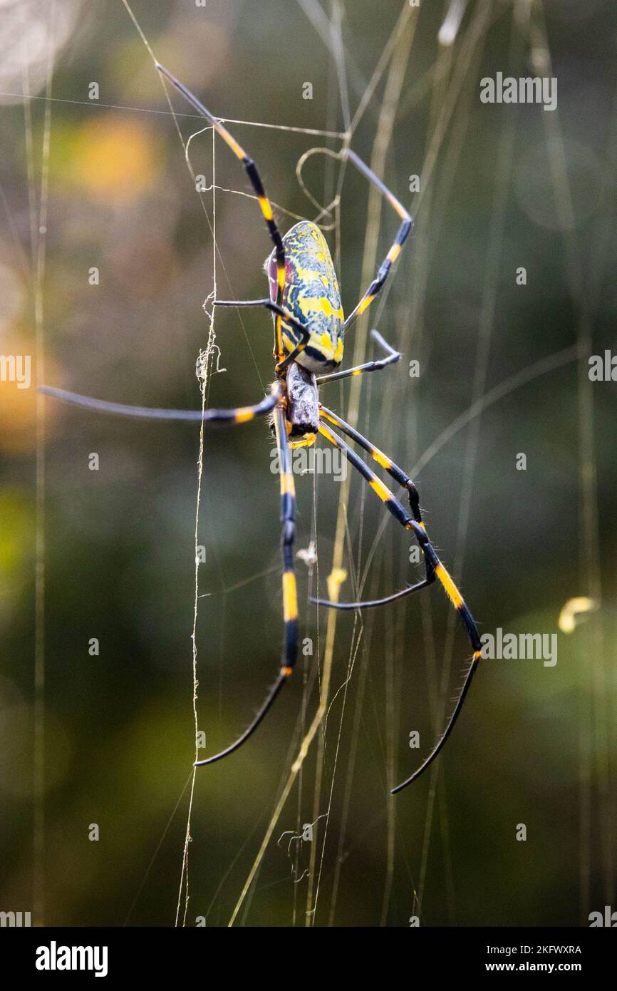 Joro spider closeup hi-res stock photography and images - Alamy