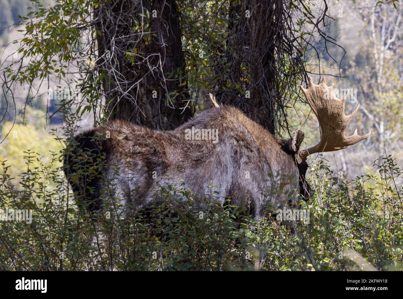 Bull Moose in Autumn in Wyoming Stock Photo - Alamy