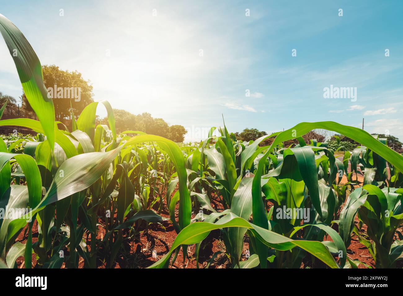 Corn Plantation Farm on Spring Sunny Day Next a Highway in Brazil ...
