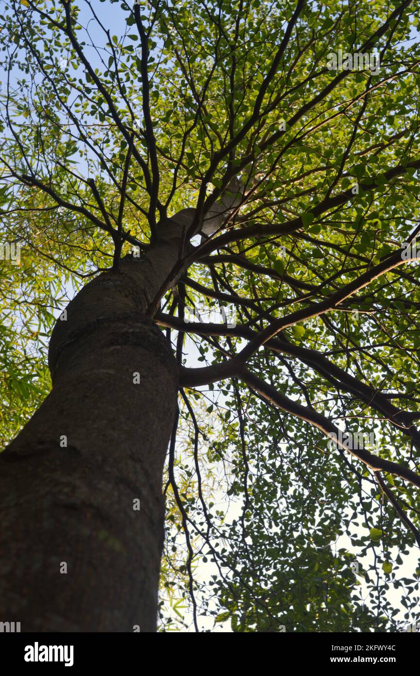 A vertical low angle shot of a tall tree with many branches with green ...