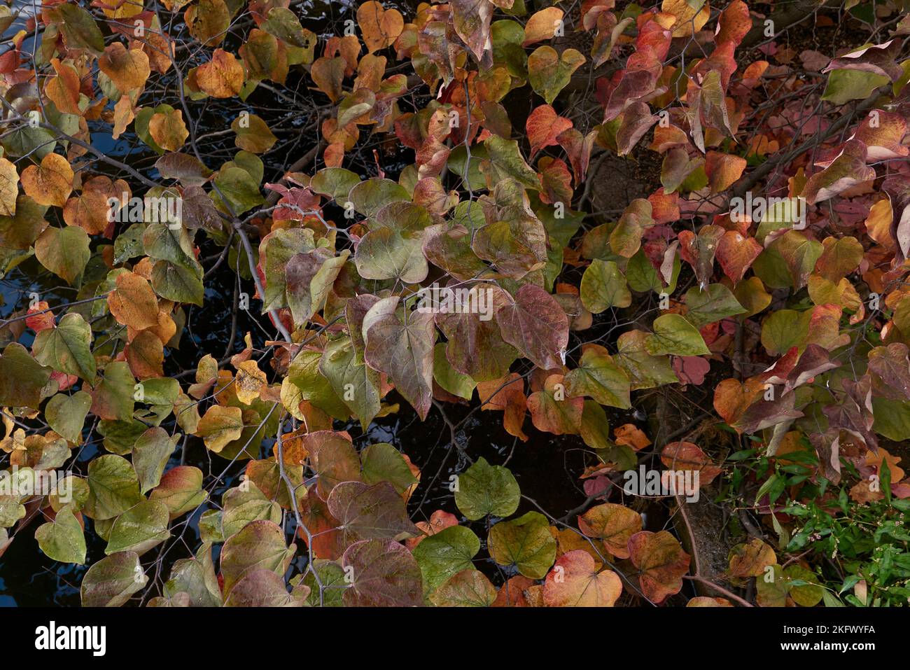 Cercis canadensis colorful foliage Stock Photo - Alamy