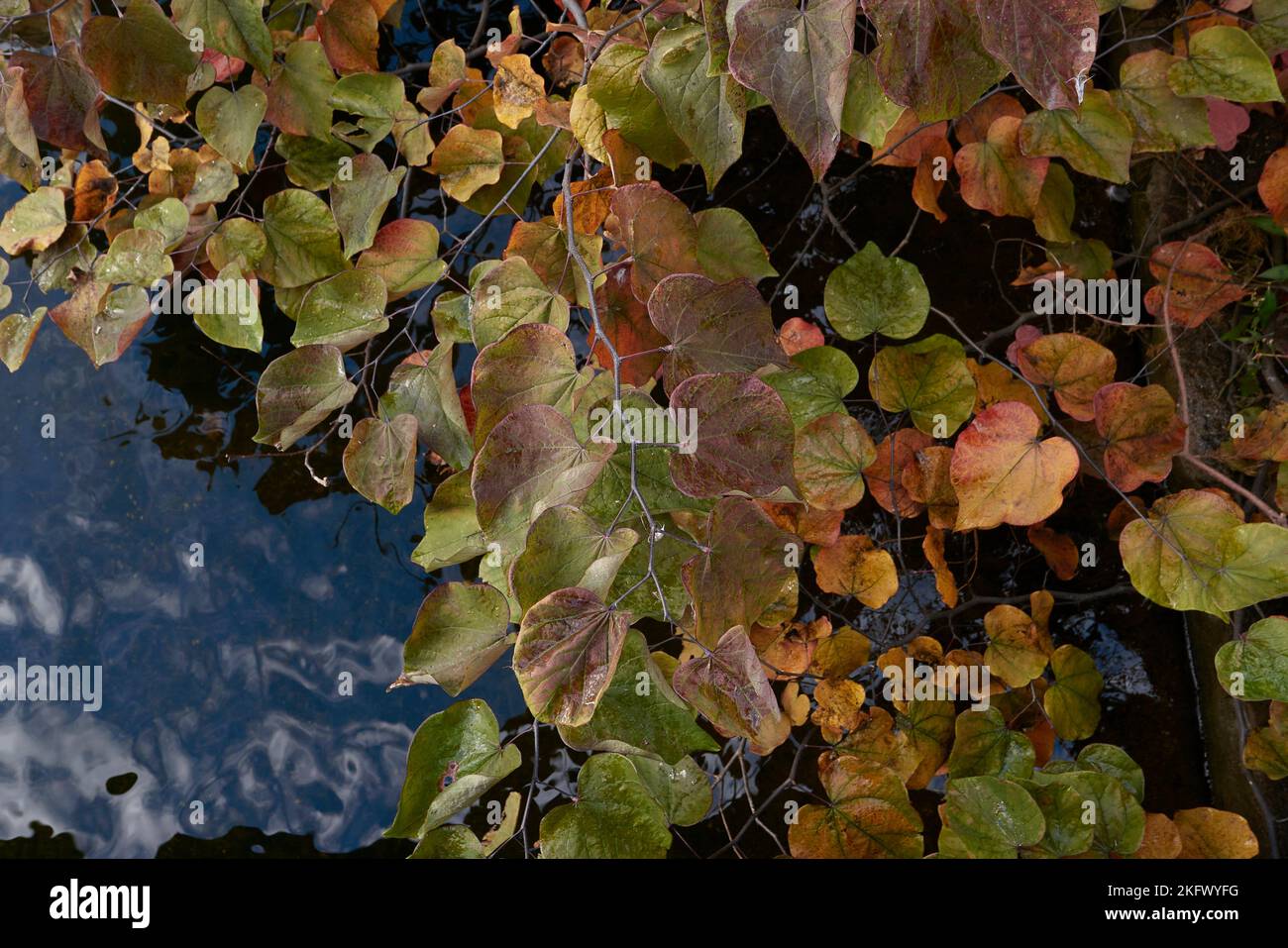 Cercis canadensis colorful foliage Stock Photo - Alamy