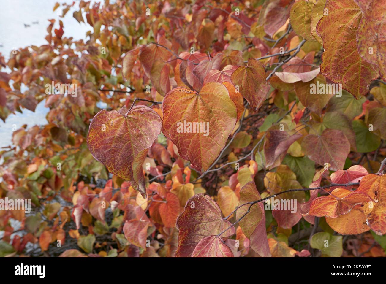 Cercis canadensis colorful foliage Stock Photo - Alamy