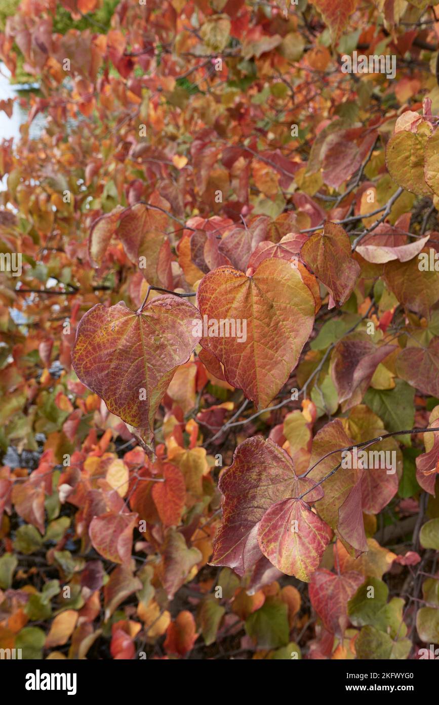 Cercis canadensis colorful foliage Stock Photo - Alamy